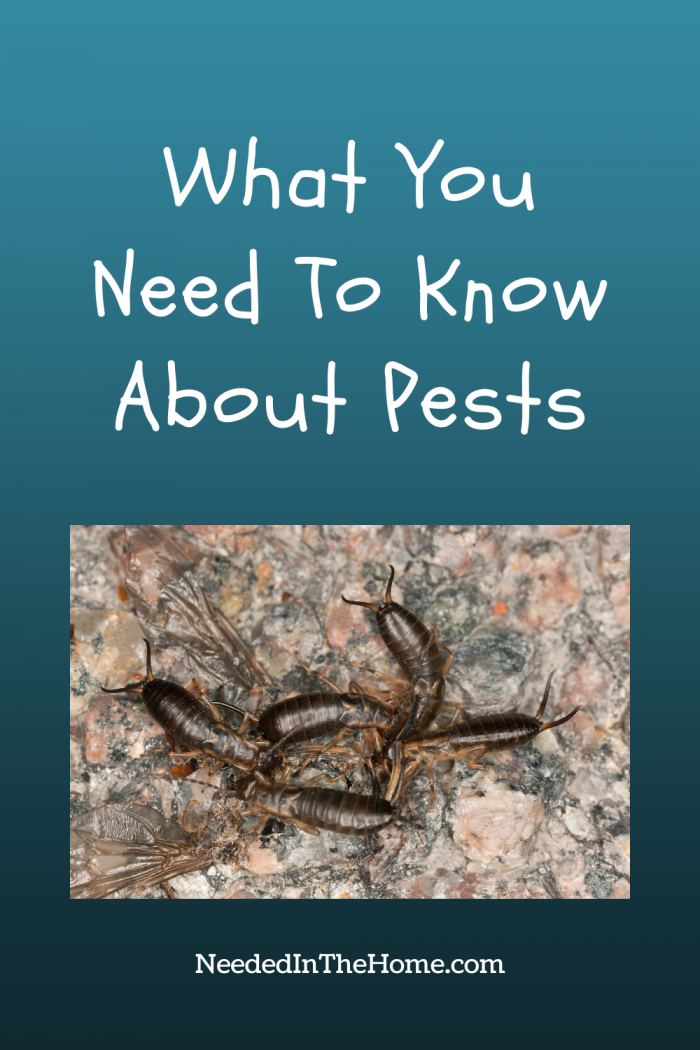 What You Need To Know About Pests In And Around Your Home